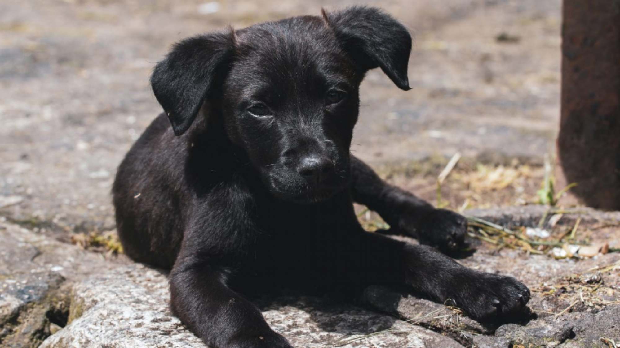 Perros abandonados: Por qué la mayoría son negros - Mestizos Magazine