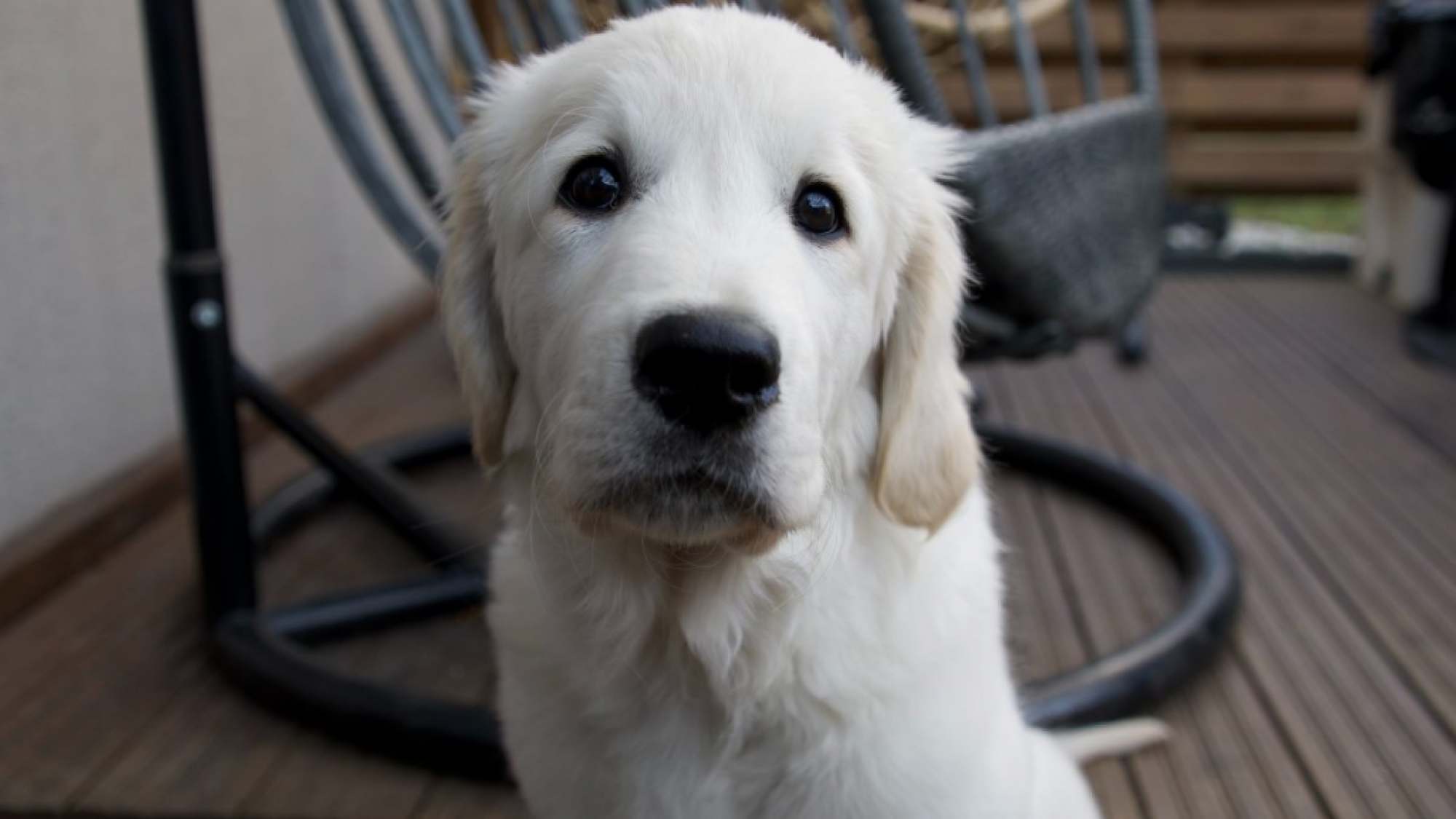 Ruido y animales ¿Por qué las celebraciones de fin de año pueden ser un ...