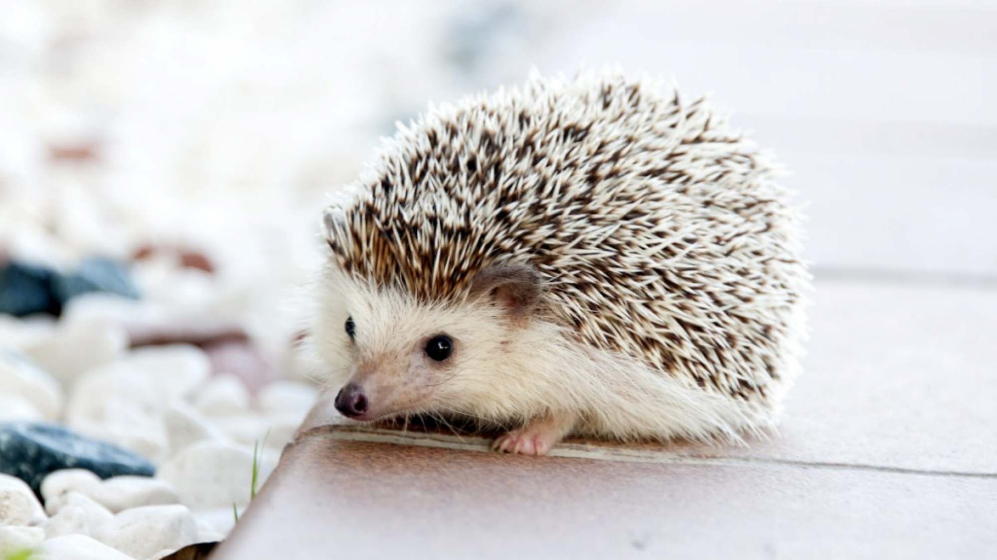 Animales exóticos: Todo lo que debes saber antes de tener uno ...