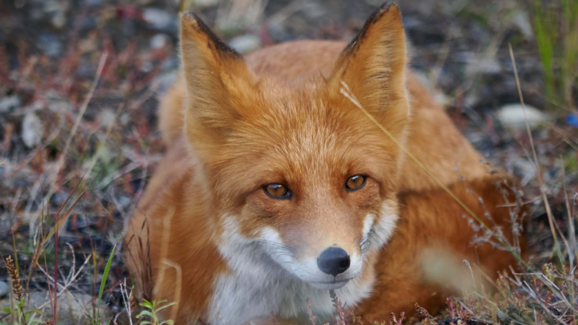 California prohíbe el comercio de pieles - Mestizos Magazine