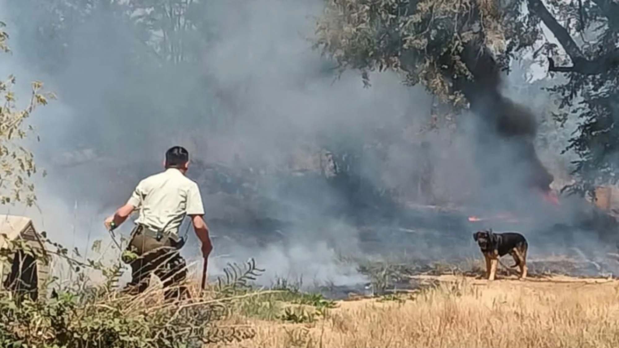Carabinero rescata a perrito que estaba encadenado durante un incendio ...