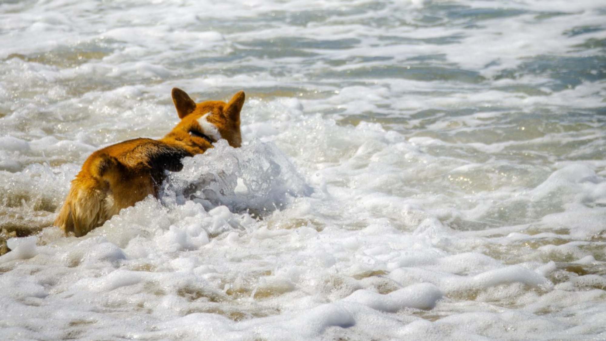 Fragata portuguesa y animales ¿Qué hacer? - Mestizos Magazine