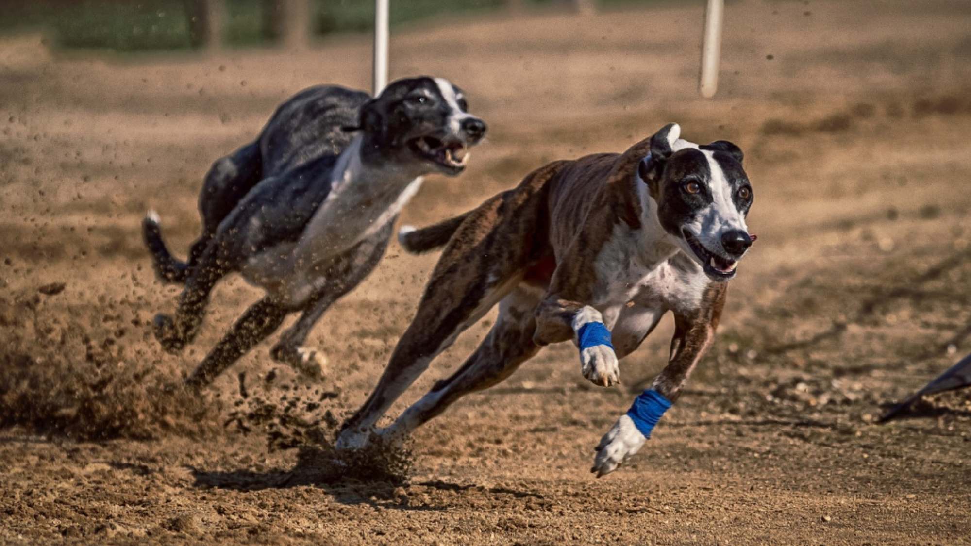 Curacautín: Anuncian carrera de perros galgos en fiesta dieciochera ...