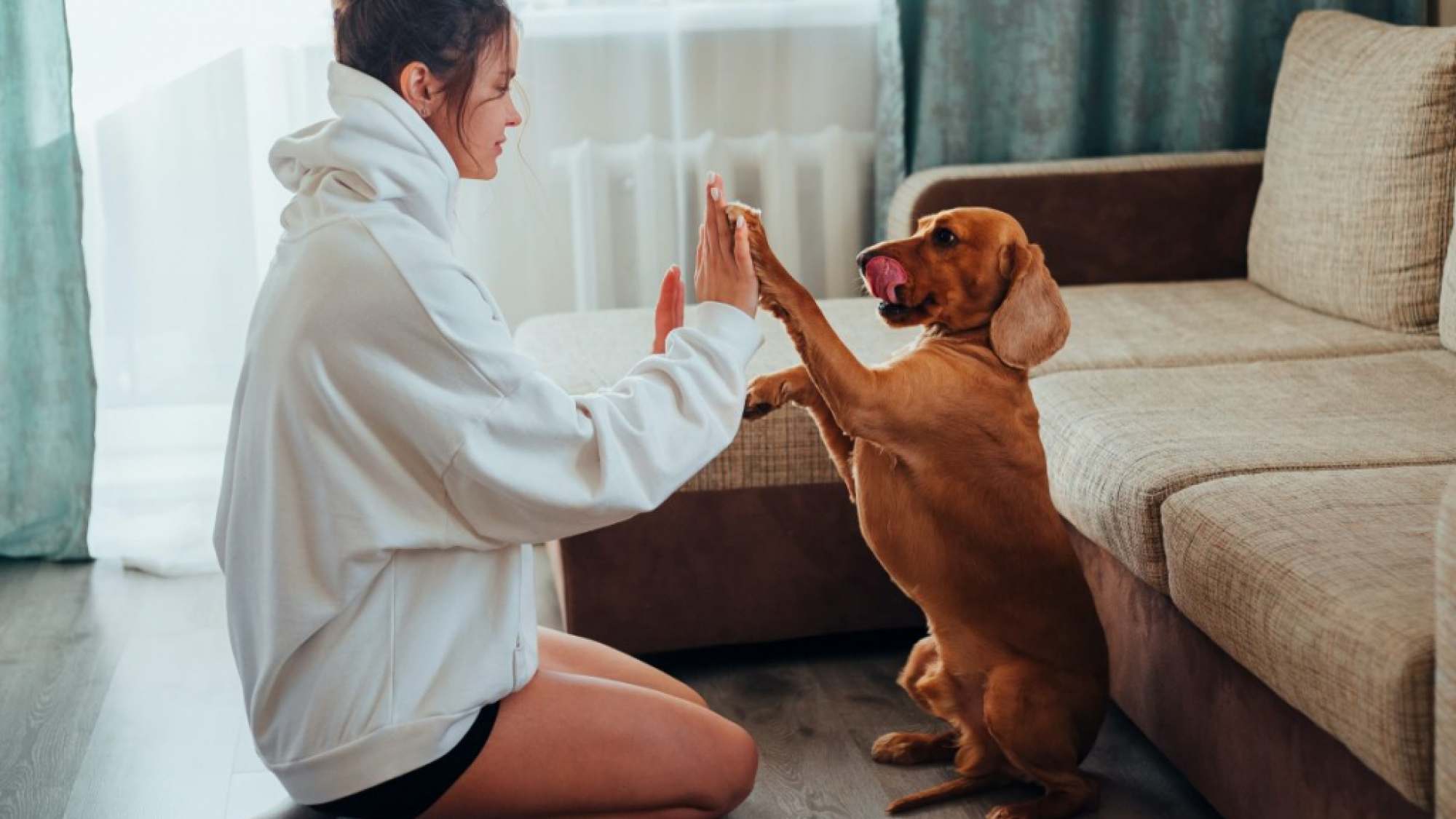 La forma en que tratamos a un perro refleja la manera en la que fuimos ...