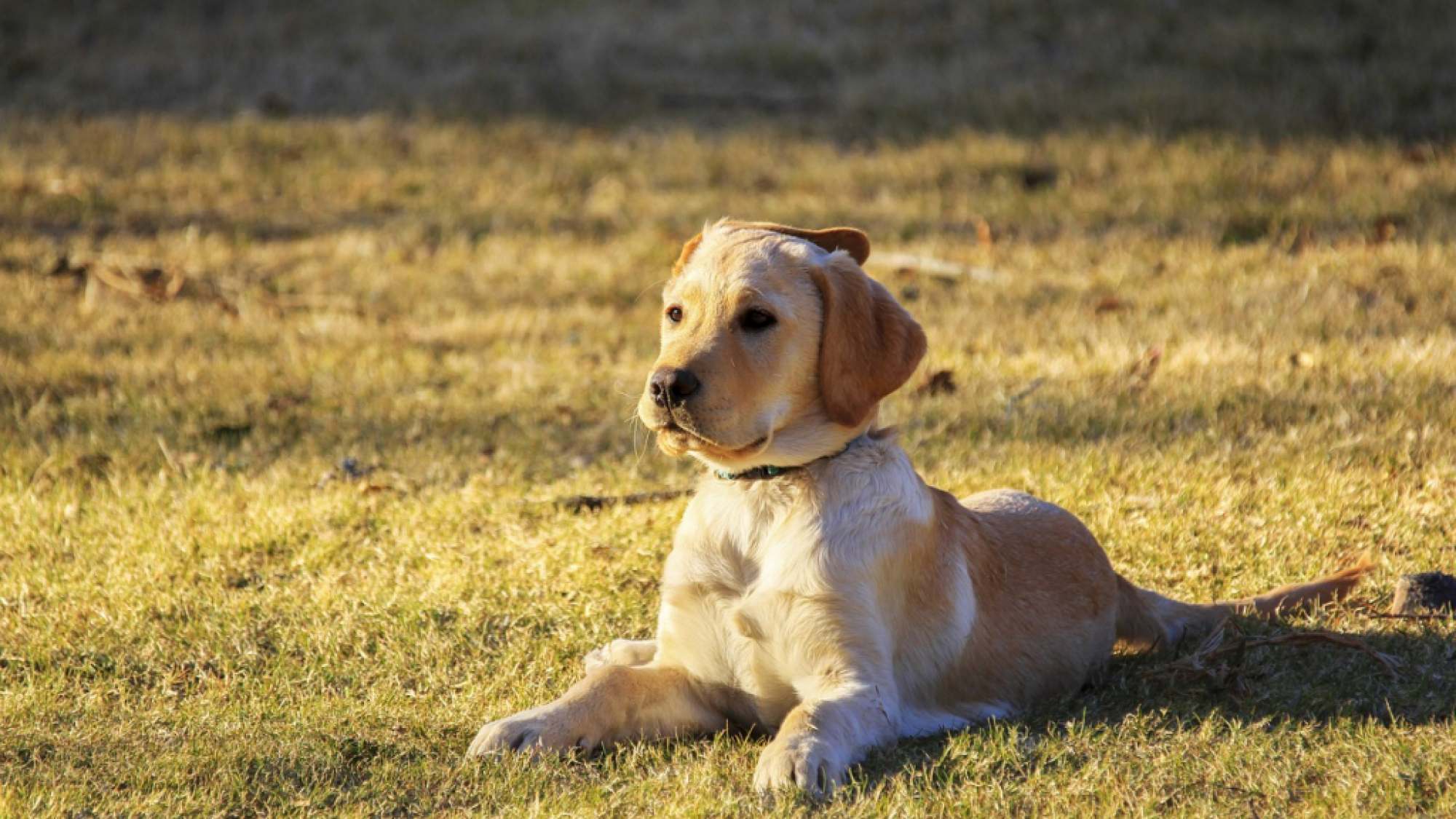CONAF reitera "prohibición de mascotas en áreas silvestres protegidas ...