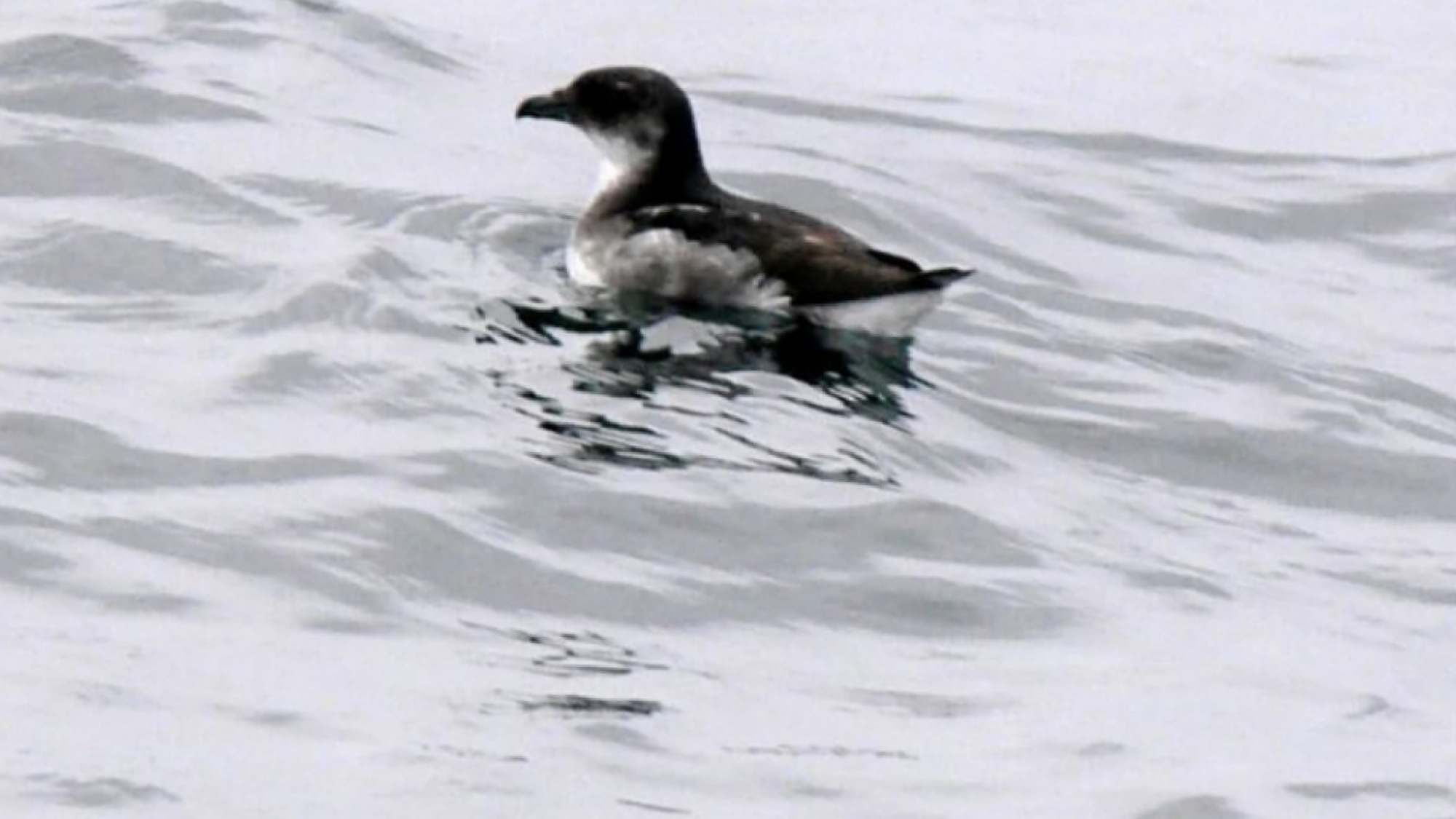Isla Chañaral: Después de 40 años vuelve a nacer un yunco - Mestizos ...