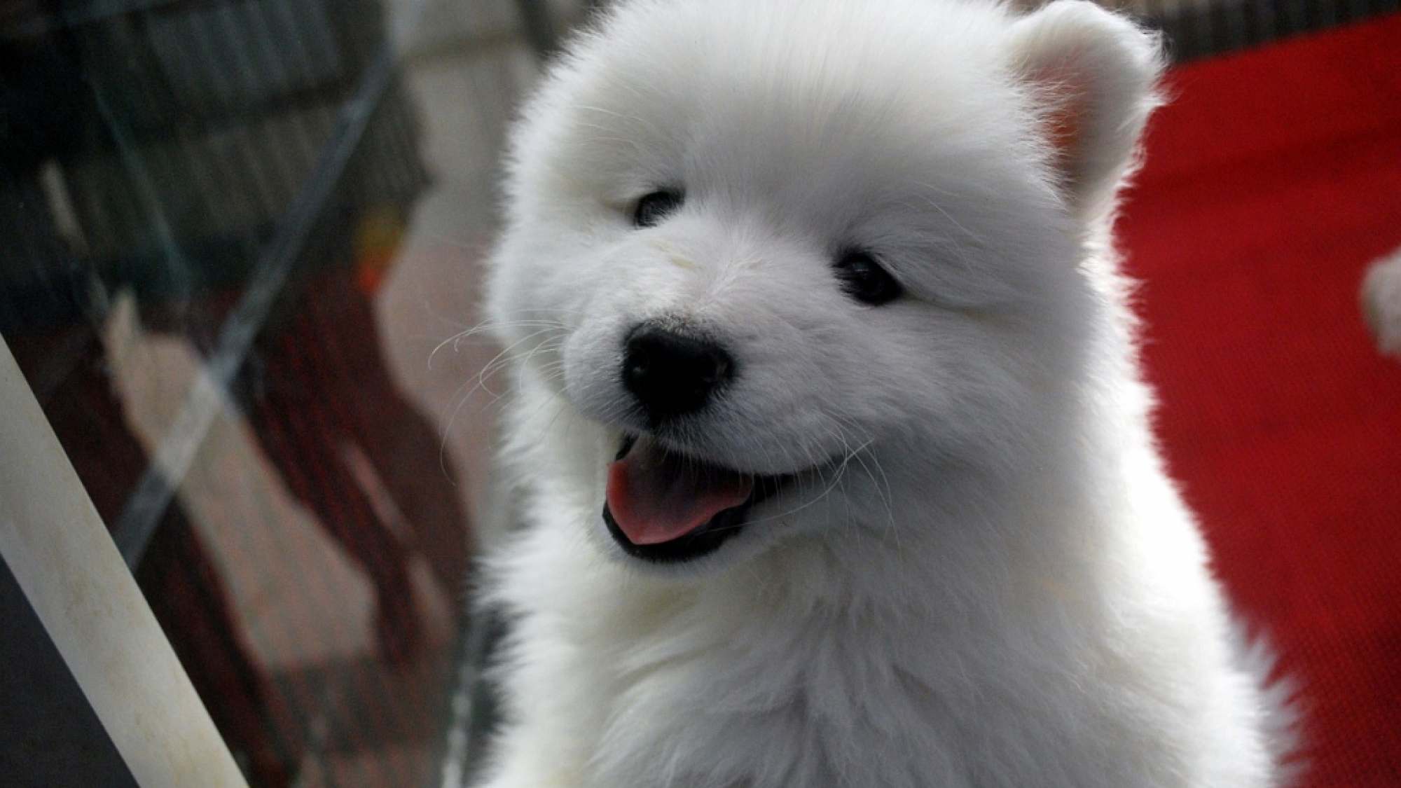 Indianápolis prohíbe venta de perros en tiendas de mascotas - Mestizos ...