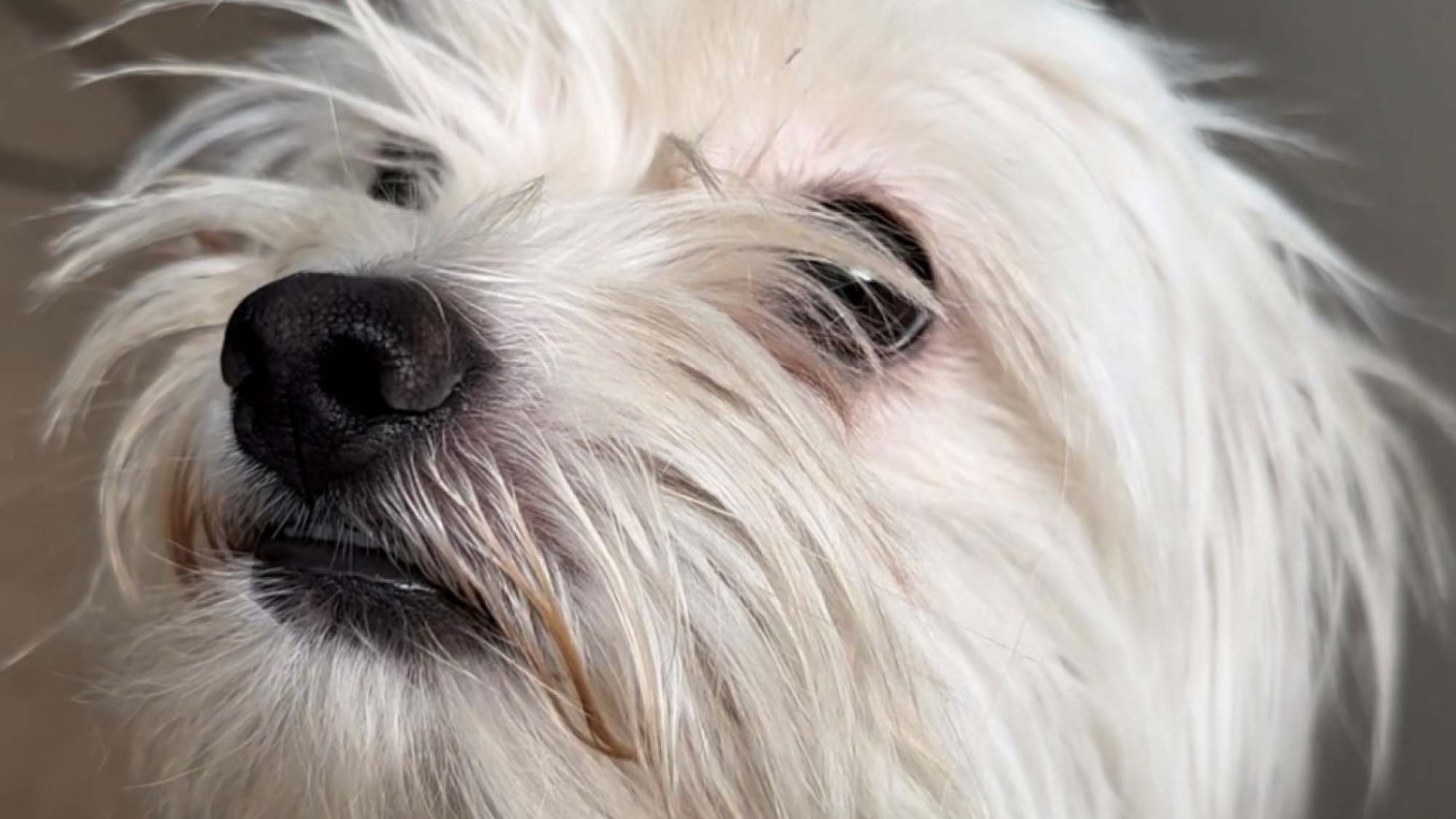 Belleza y Amor Animal: Descubre Pichara - Mestizos Magazine