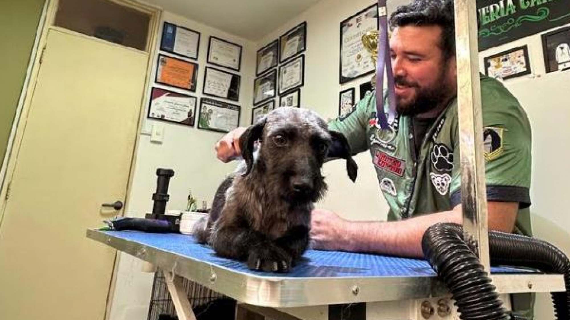 Pichara les cambia el look a perritos de Ayuda Callejeros para que ...