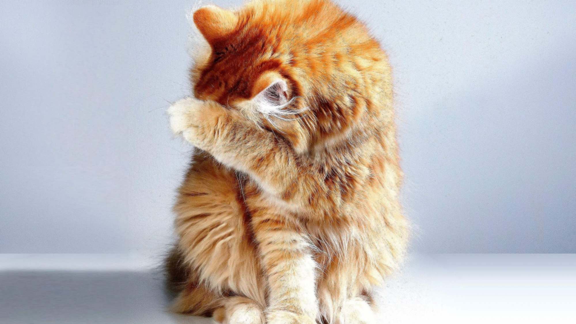 Mi gato está estresado ¿Qué debo hacer? - Mestizos Magazine