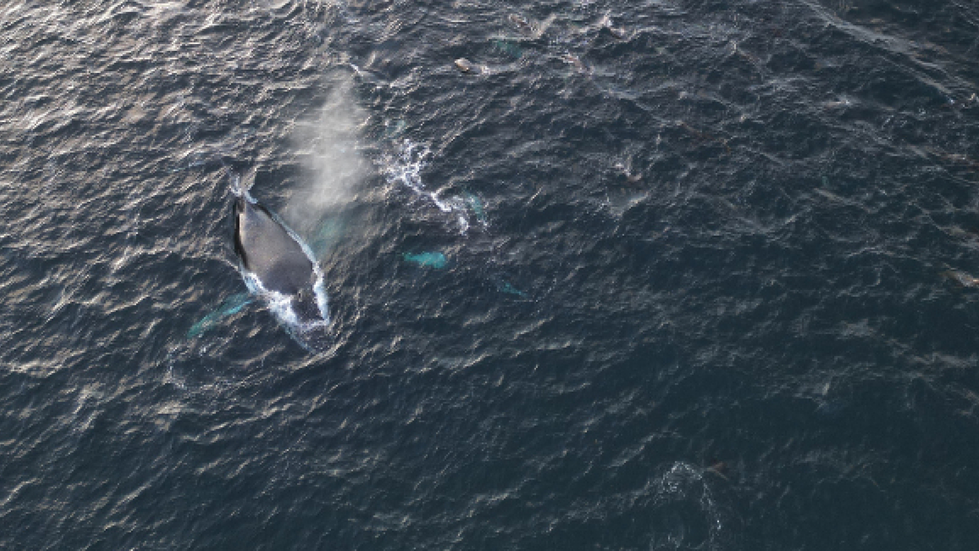 Avistan grupo de ballenas jorobadas en el canal Beagle - Mestizos Magazine