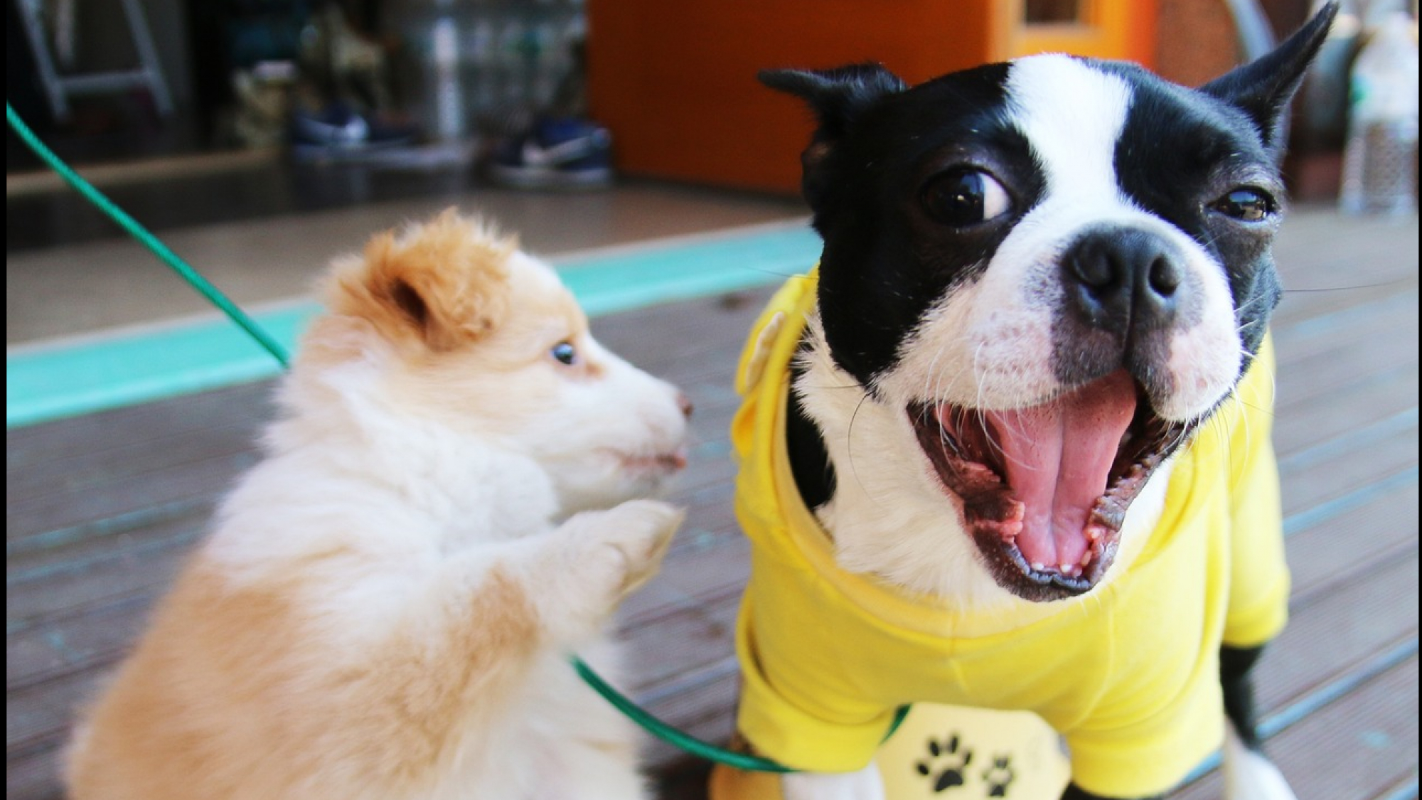 Turismo Pet Friendly en Chile - Mestizos Magazine