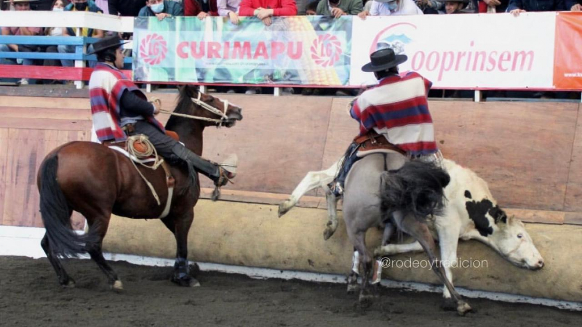 Rodeo: Una historia de explotación animal en Chile - Mestizos Magazine