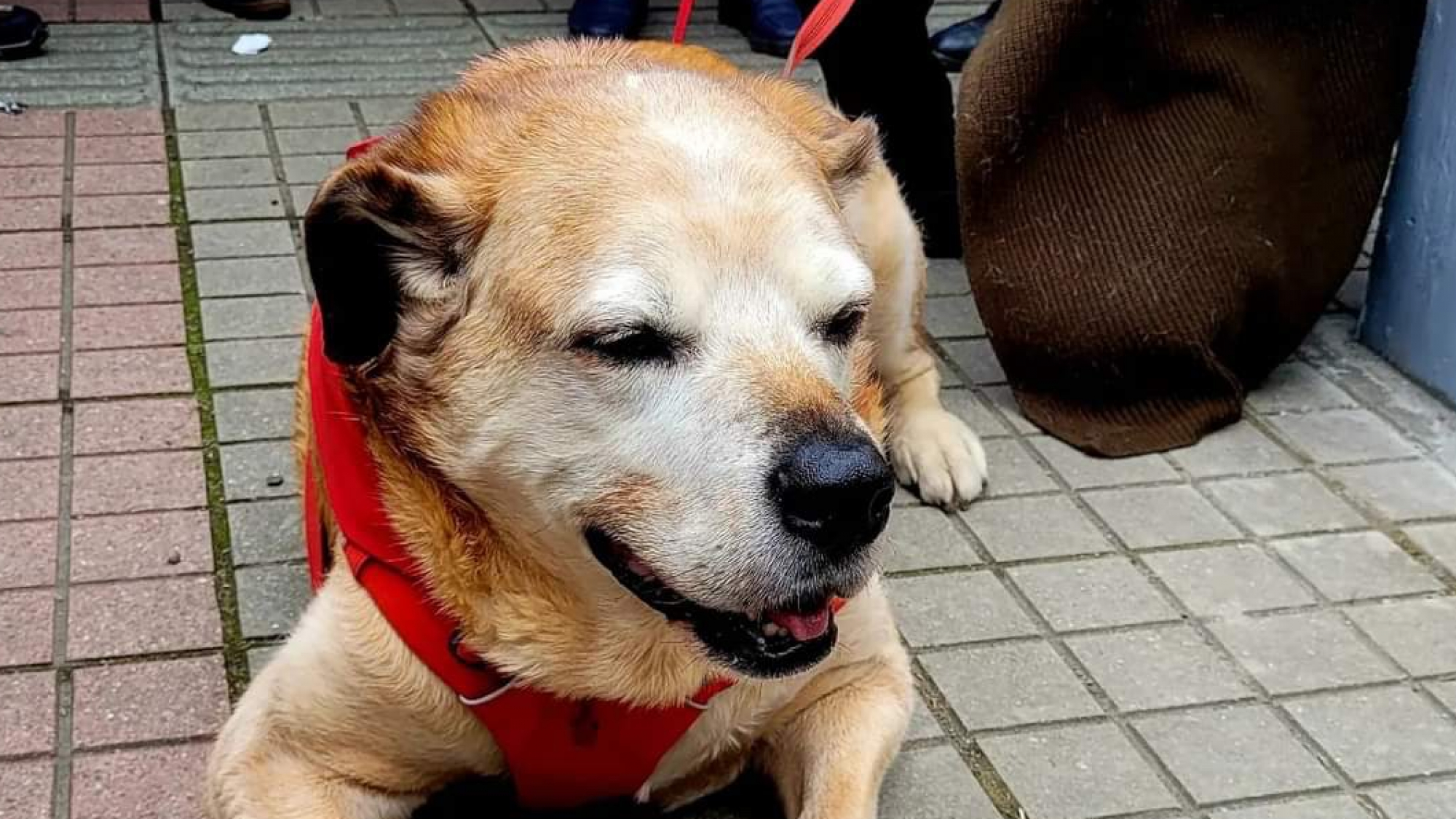 Fallece Luis Apolo: Perrito símbolo de Osorno - Mestizos Magazine