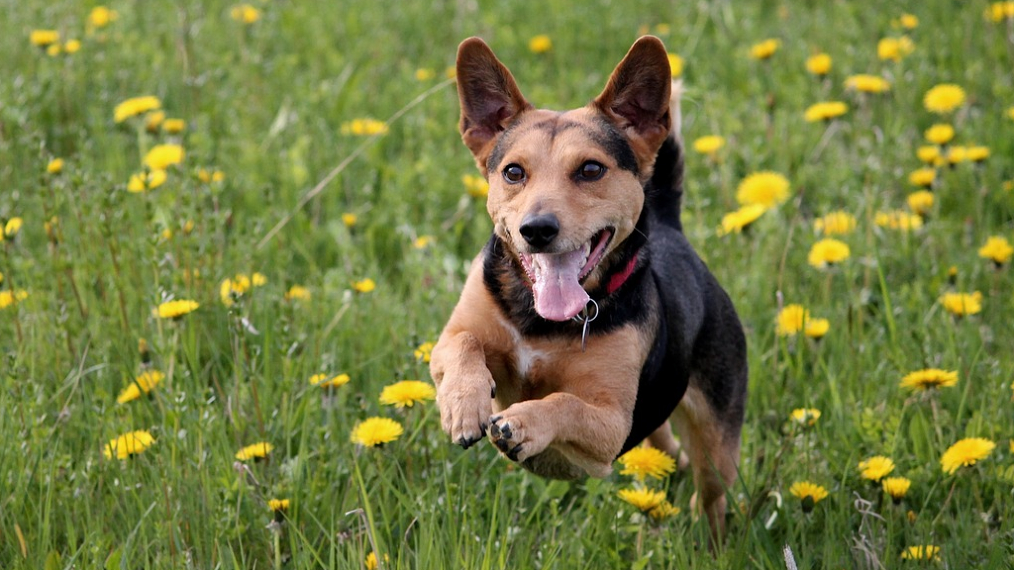 Recomendaciones para el cuidado de perros y gatos en primavera ...
