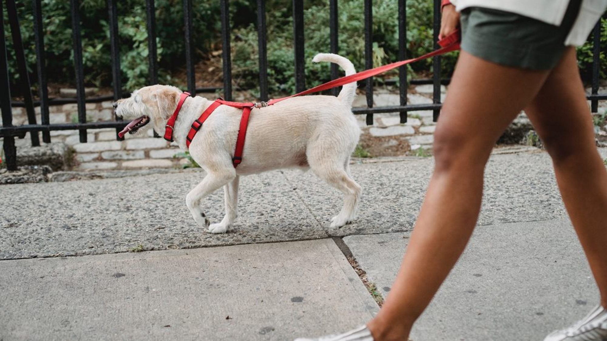Pasea con tu perro: Descubre 7 beneficios de caminar - Mestizos Magazine