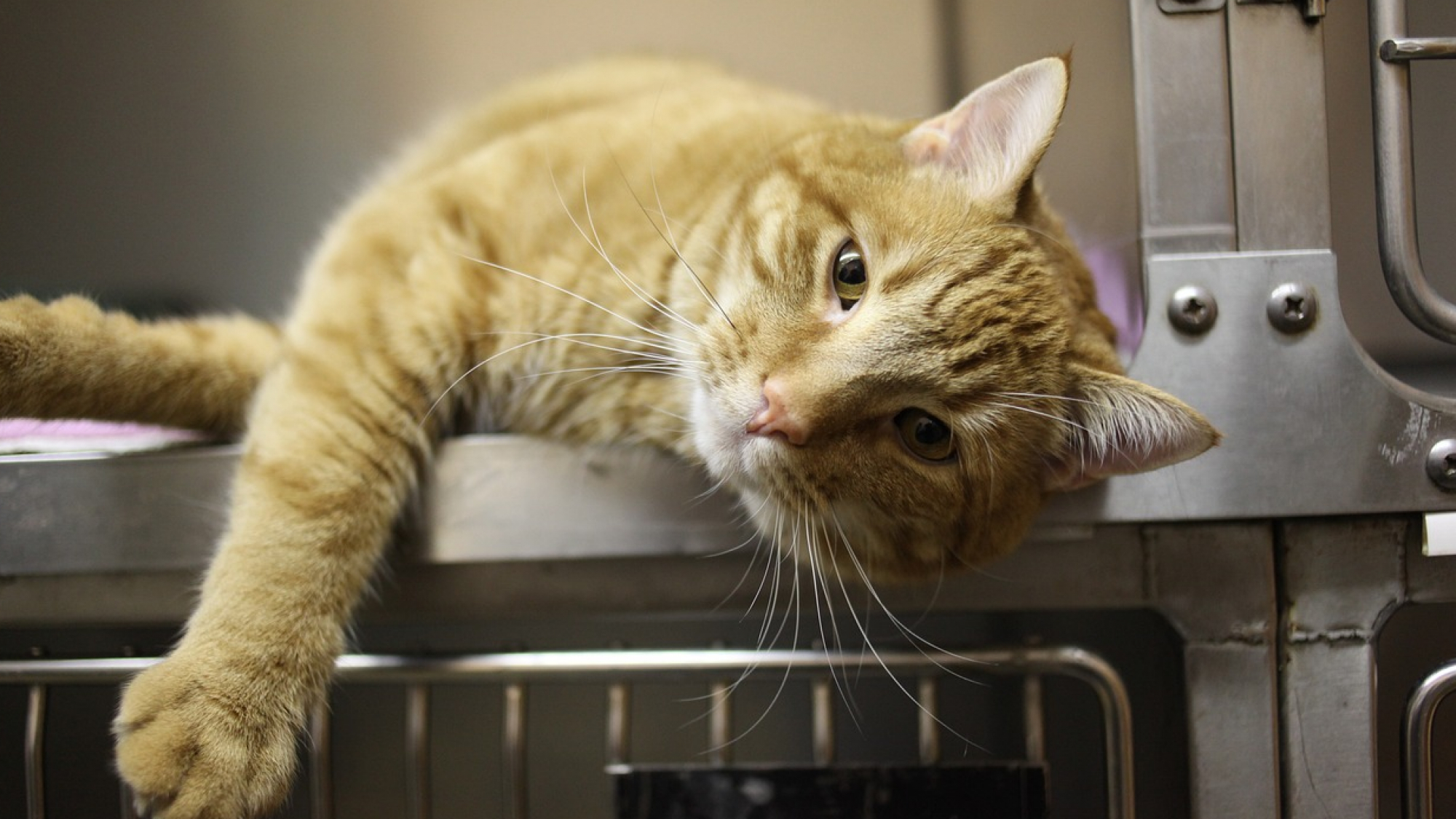 Cómo proteger al gato frente a la infección con hongo brasileño ...