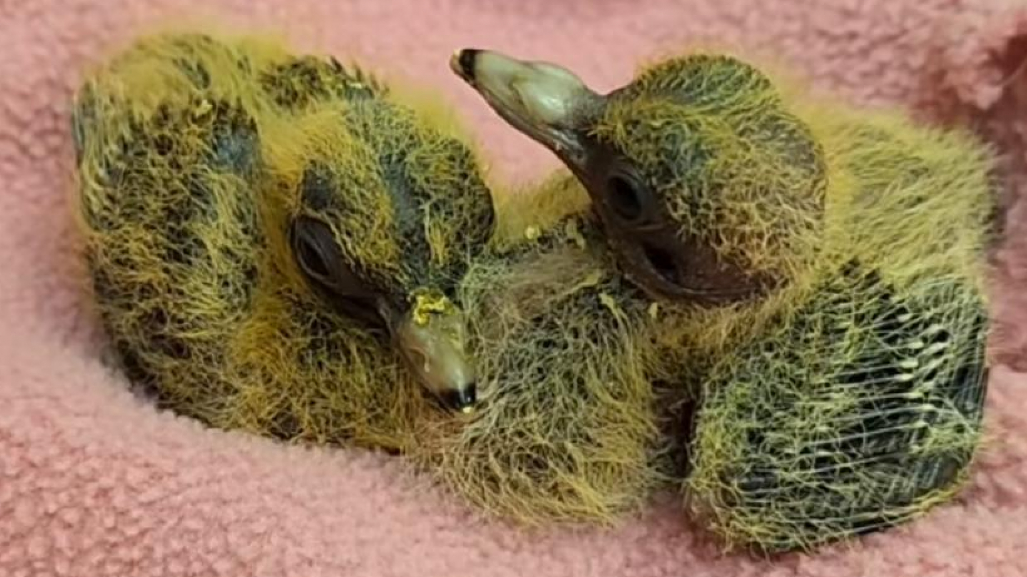 ¡Temporada de pichones! No los recojas a menos que se encuentren ...