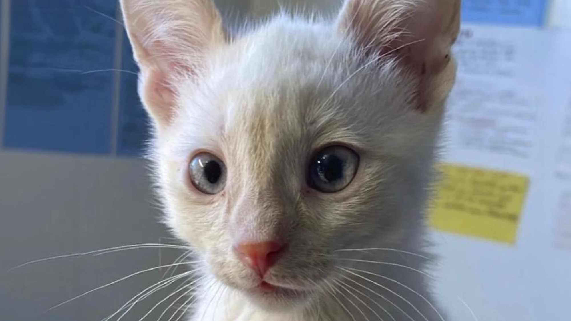 Jornada de adopción de gatos en Mestizos Bazar - Mestizos Magazine