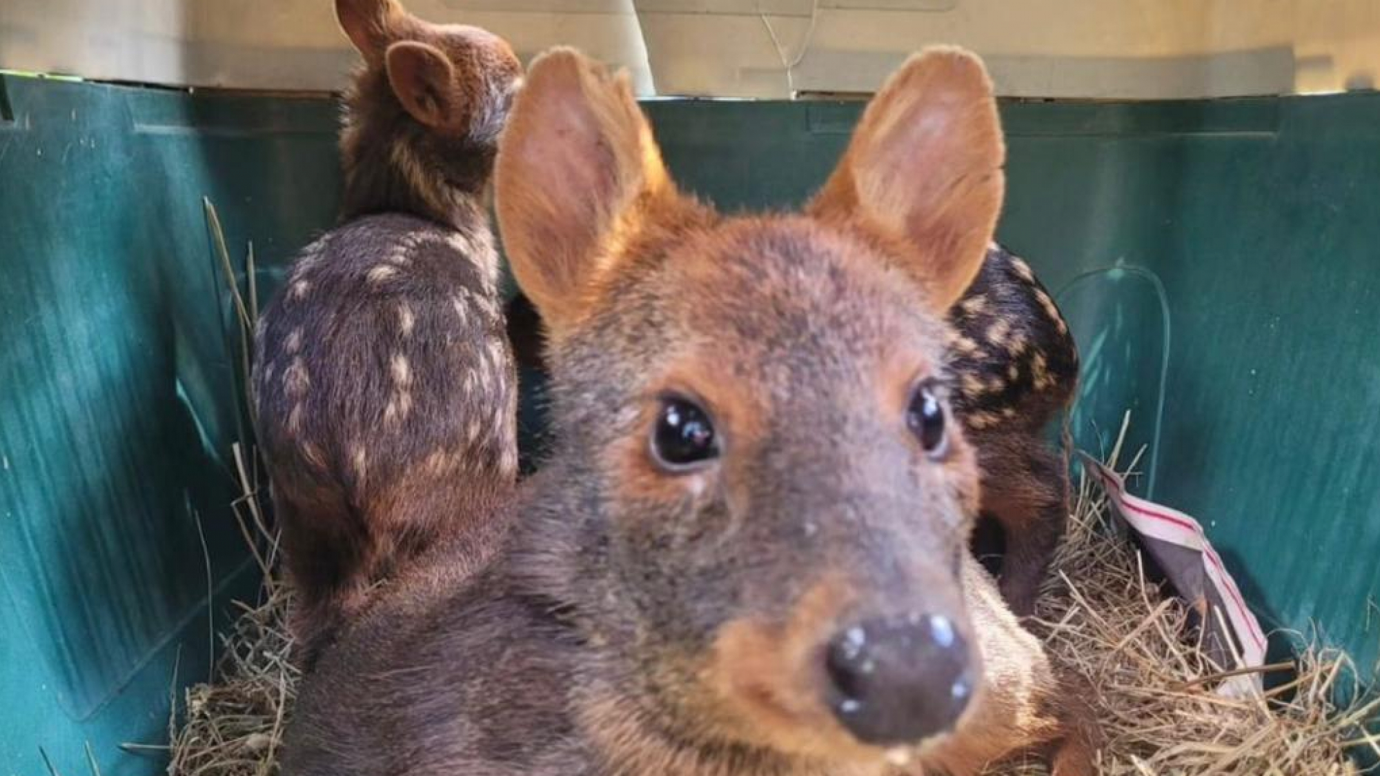 Liberan hembra de pudú junto a su cría y un cervatillo - Mestizos Magazine Liberan hembra de pudú junto a su cría y un cervatillo - Mestizos Magazine