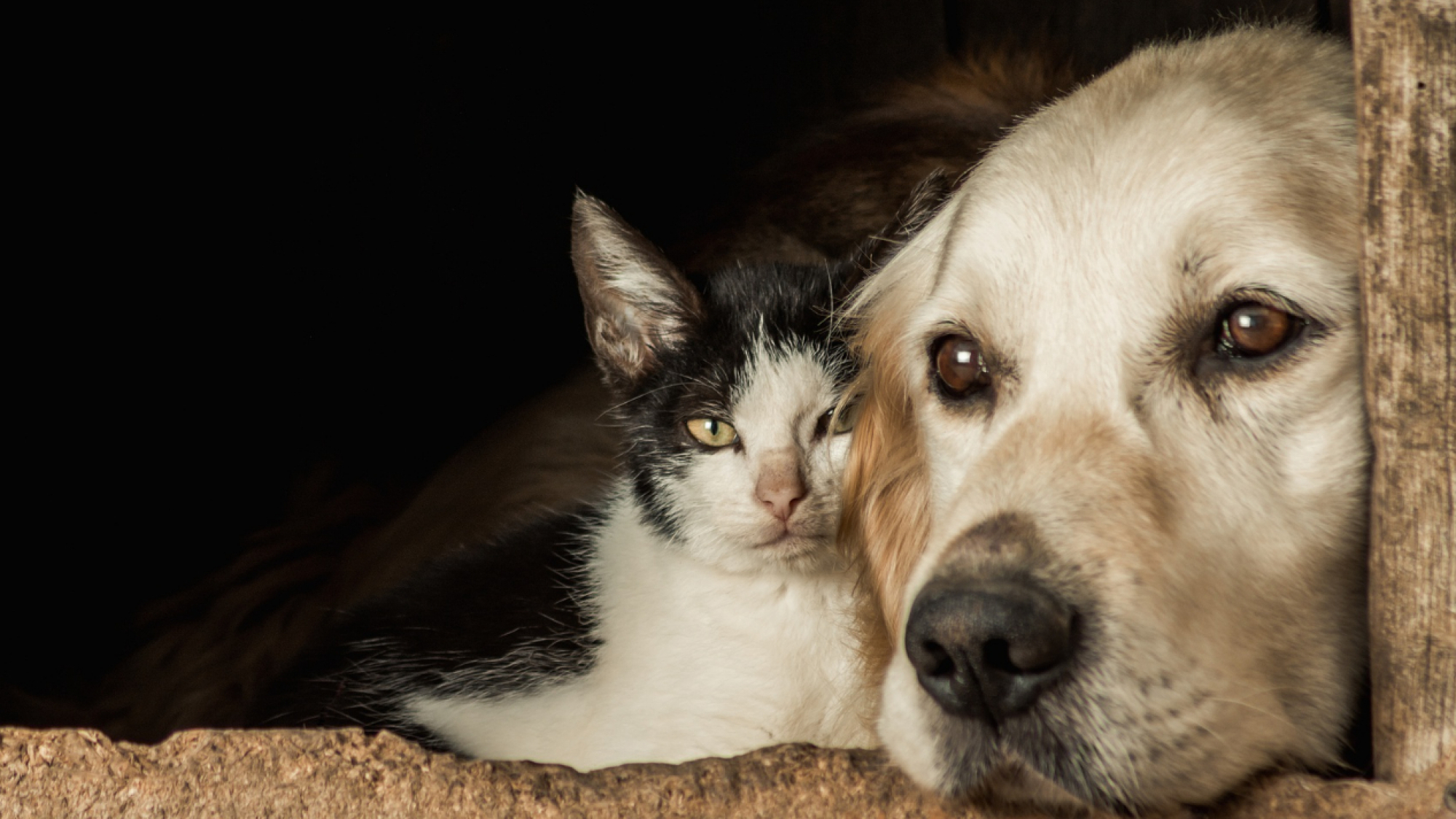 Lanzan "Patitapp": La primera plataforma para apoyar campañas animalistas en Chile - Mestizos ...