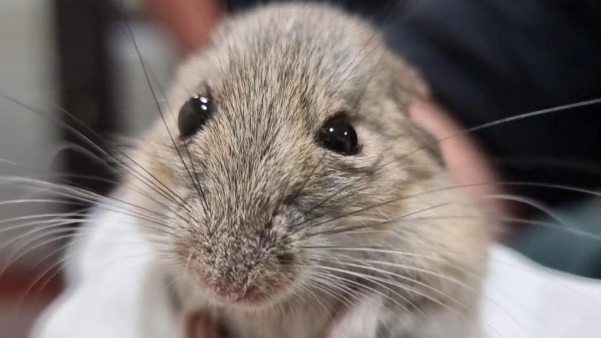 Capturaron ejemplar de Ratón "Orejudo" de Darwin en la comuna de ...