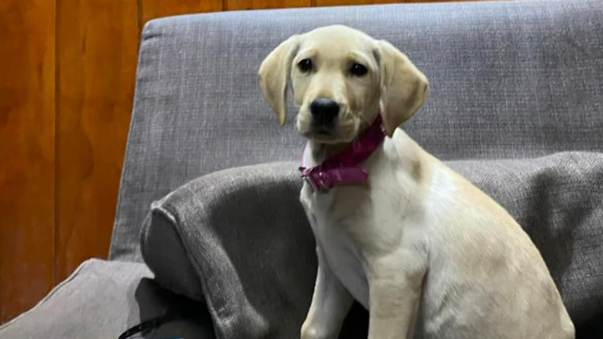 Bomberos de Hualpén suman una nueva integrante a la compañía - Mestizos Magazine