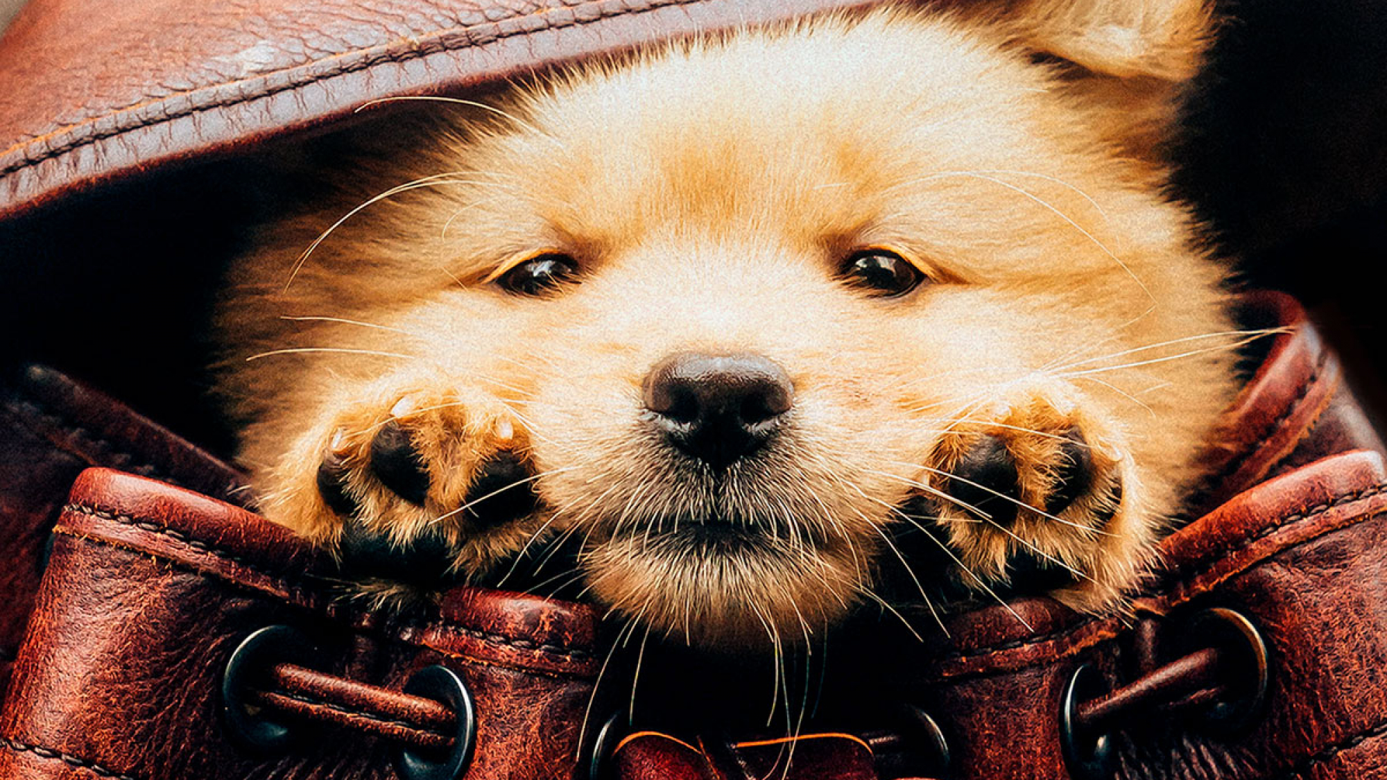 "Hachiko 2: Siempre a tu lado": Regresa una de las historias más ...