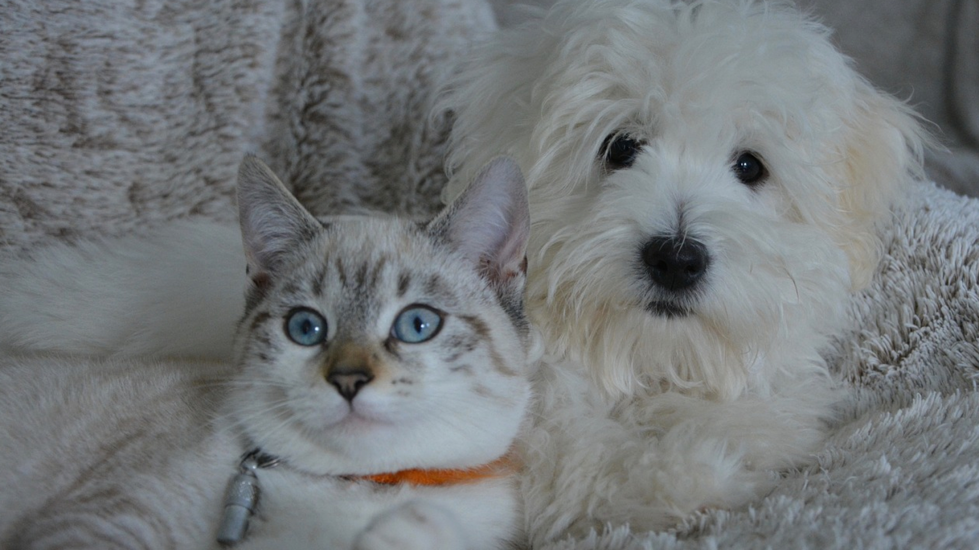 Perros y gatos: Cómo cuidarlos en las fiestas de año nuevo - Mestizos ...