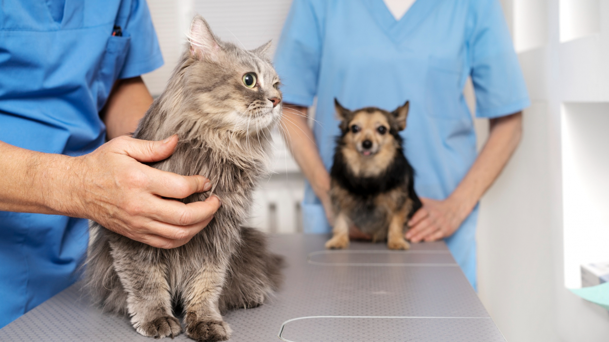 Dermatitis atópica en perros y gatos: Cómo cuidarlos en primavera ...