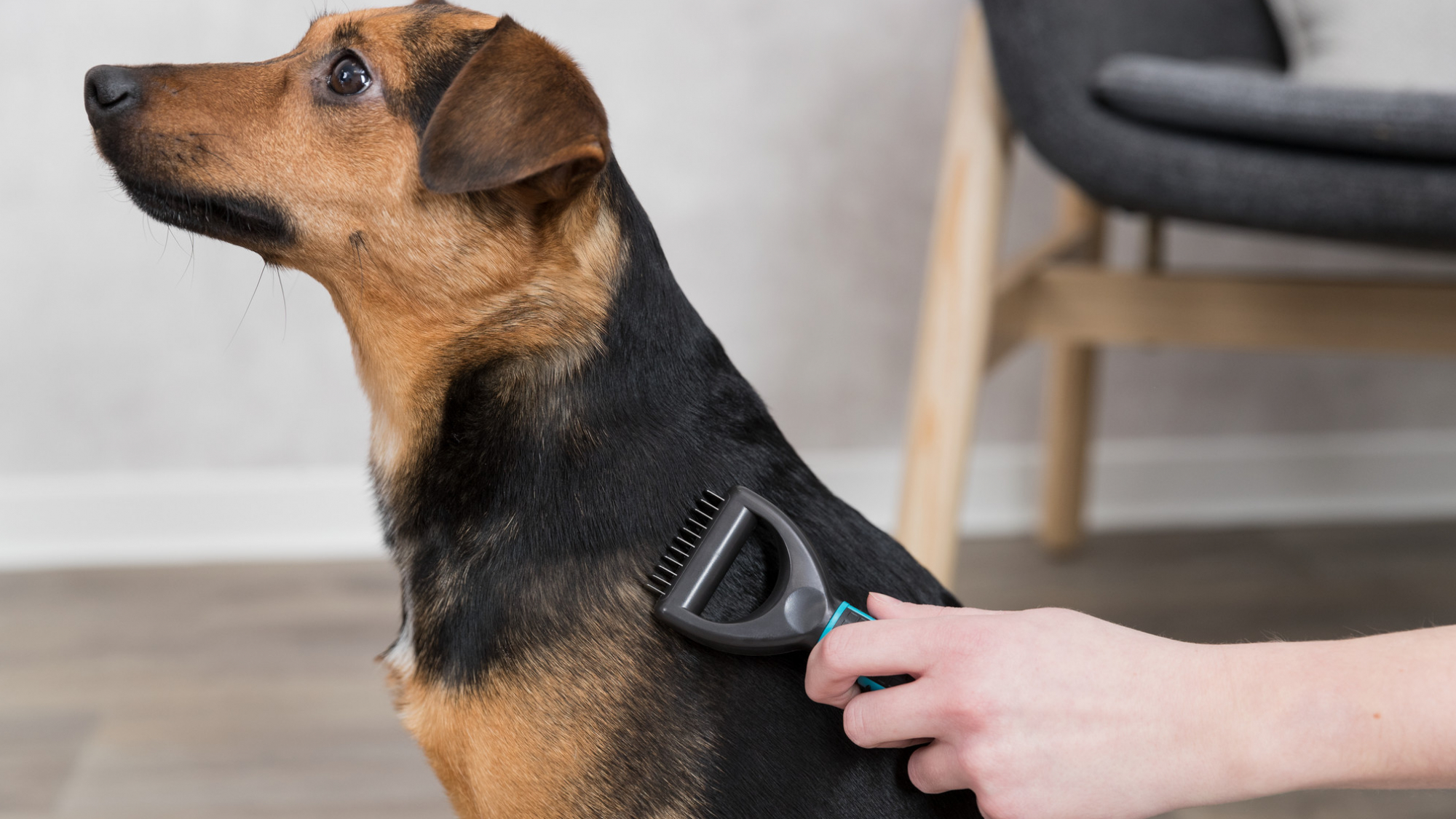 Perros y gatos: Conoce los beneficios del pet grooming en la salud ...