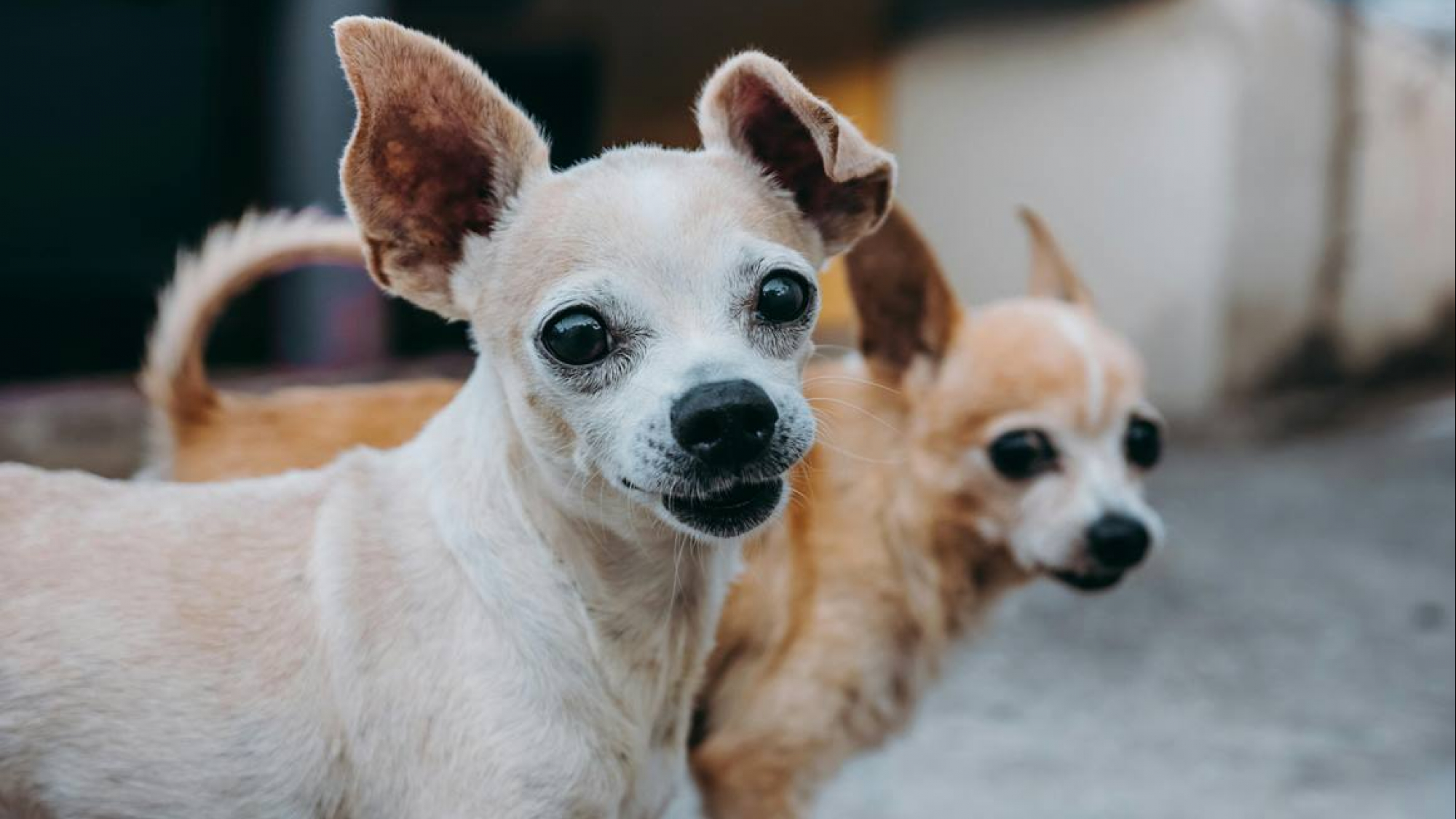 Cáncer en perros: Hembras tienen casi tres veces mayor probabilidad de ...
