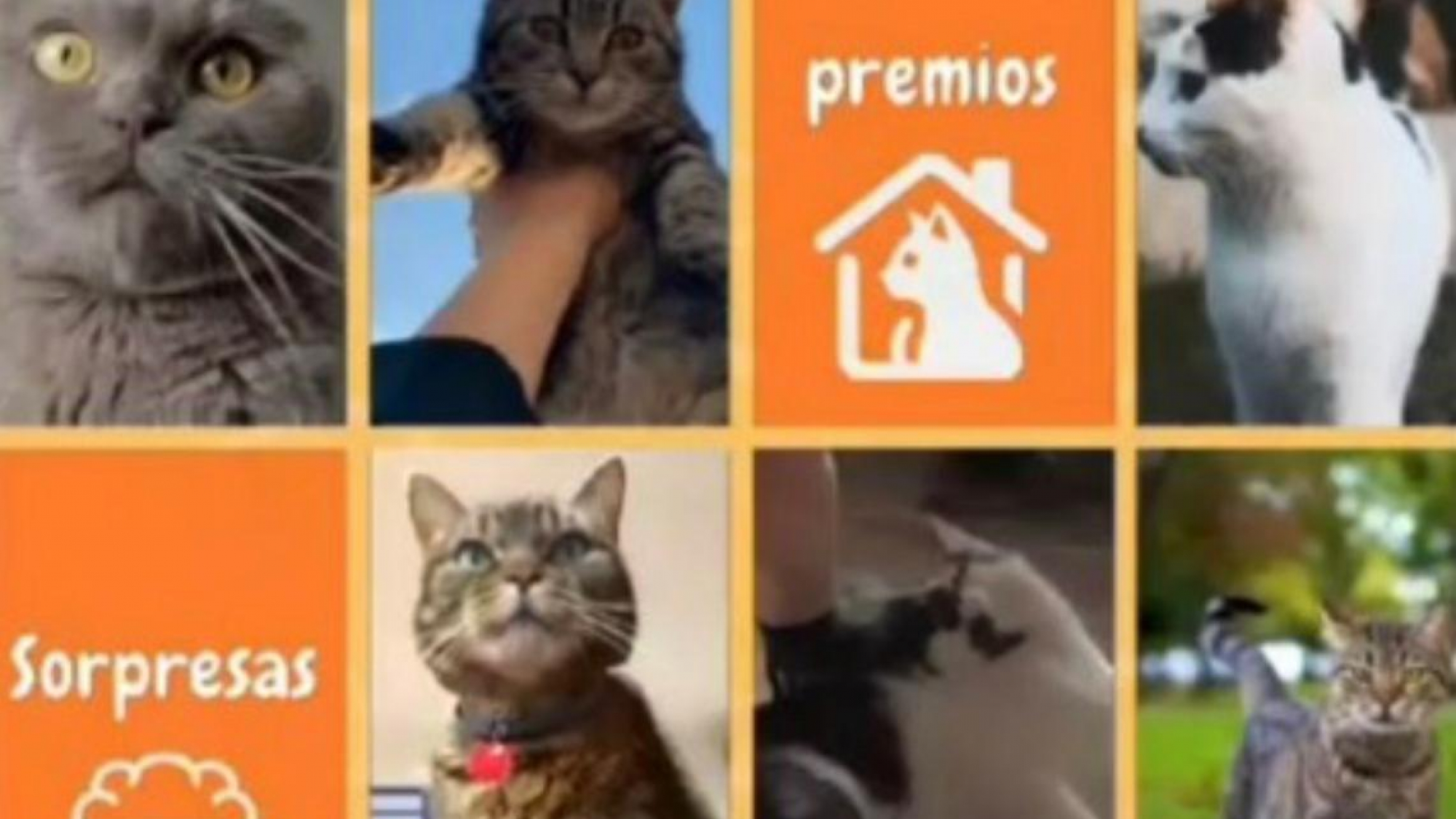 Concurso literario "Mi gato en cien palabras" - Mestizos Magazine