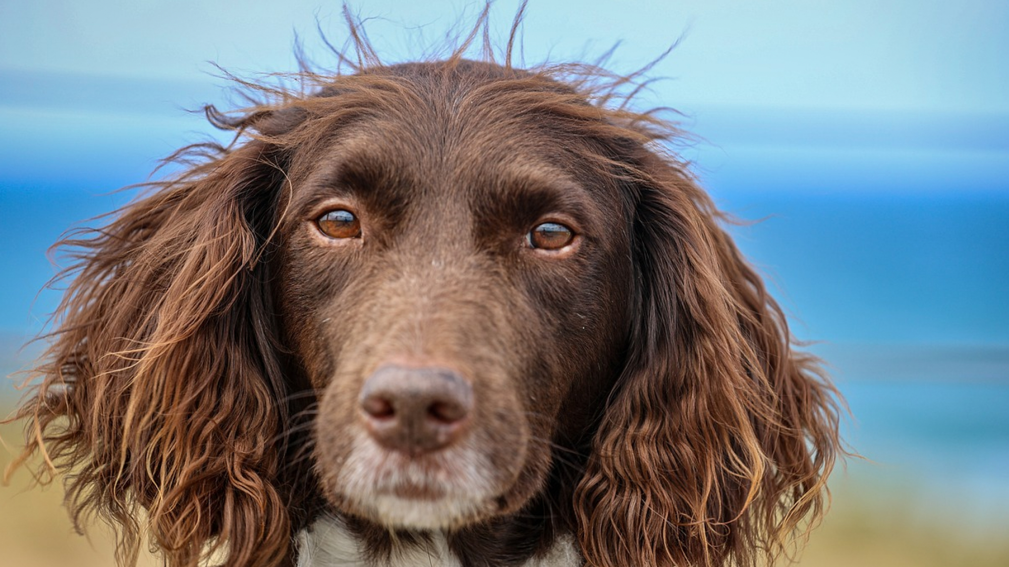 Cinco consejos para mejorar el pelaje de los perros - Mestizos Magazine