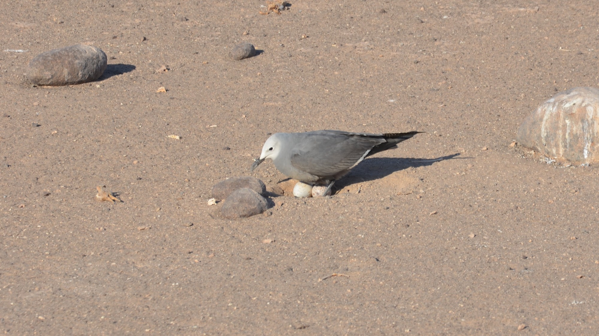 SAG Tarapacá descubre primer sitio de nidificación de gaviota Garuma en ...