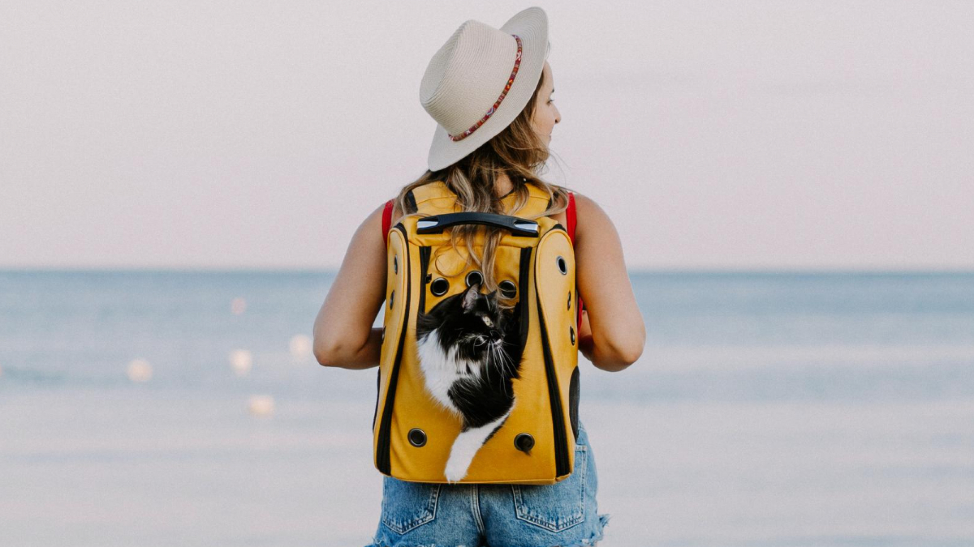 Gatos y vacaciones ¿Qué hacemos con ellos cuando nos vamos de viaje ...