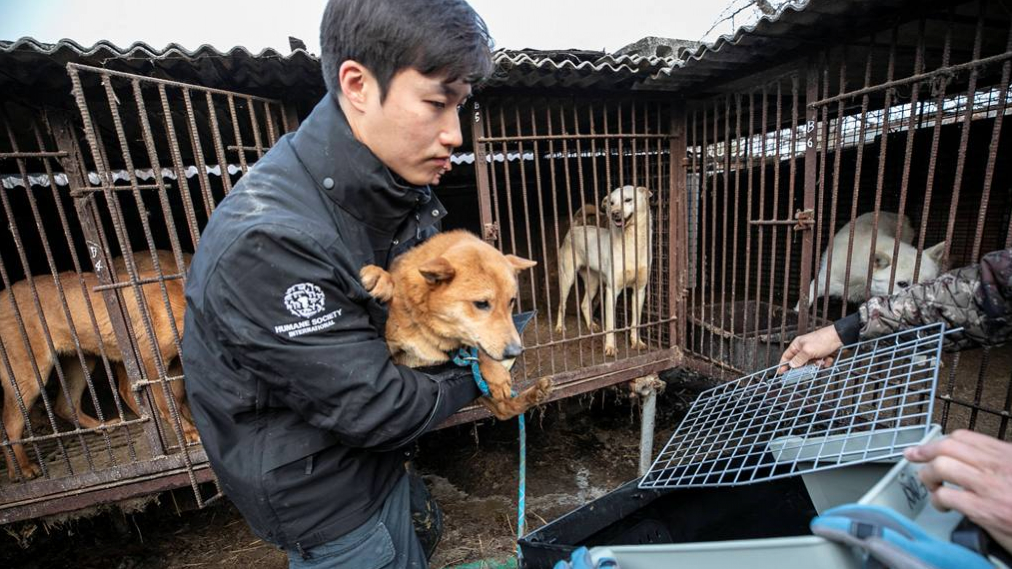 Humane Society International en Chile se convierte en "Humane World for ...