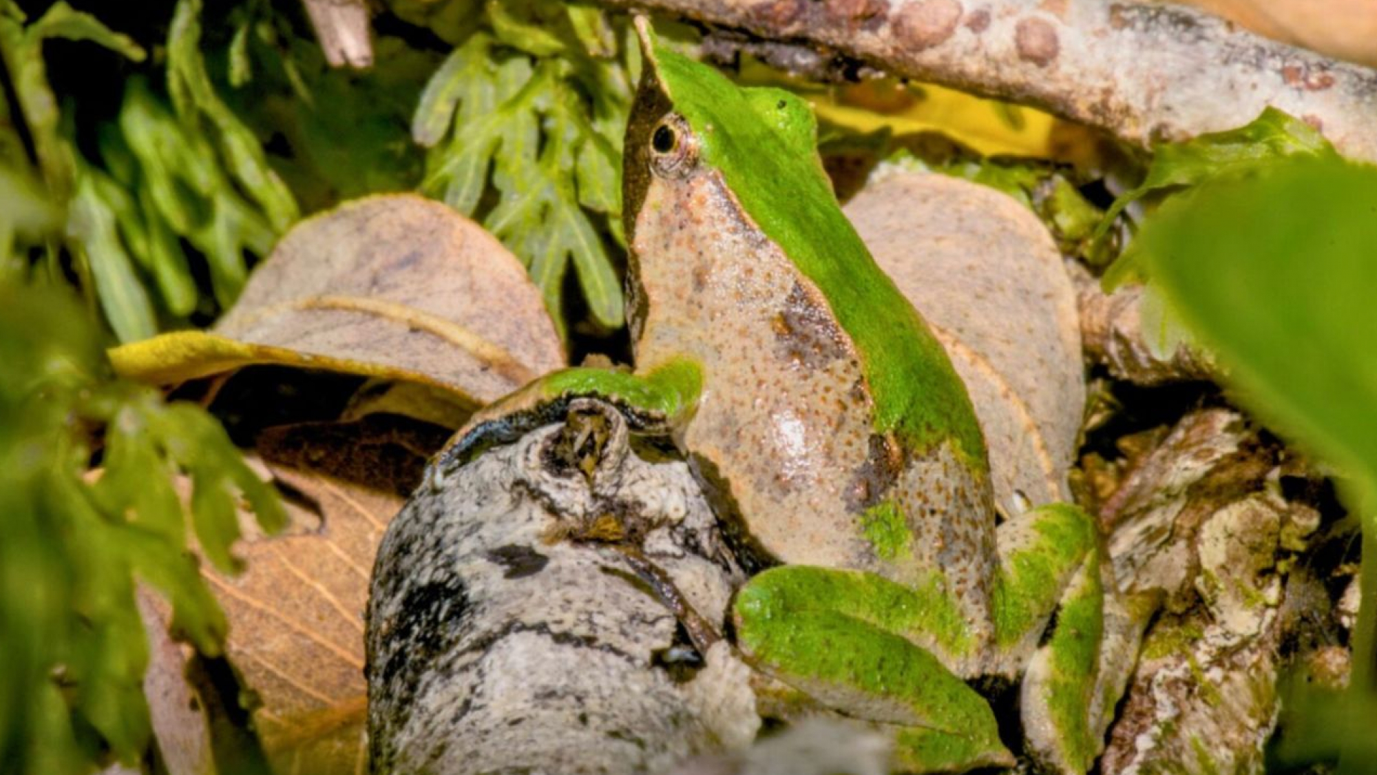 Descubren nueva población de ranita de Darwin - Mestizos Magazine