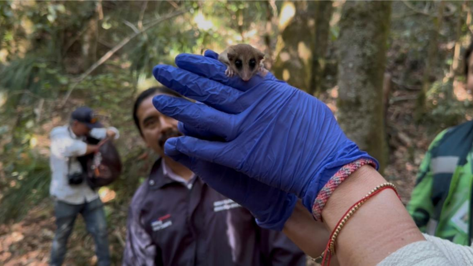 Integran ejemplar de monito del monte a su hábitat natural - Mestizos ...
