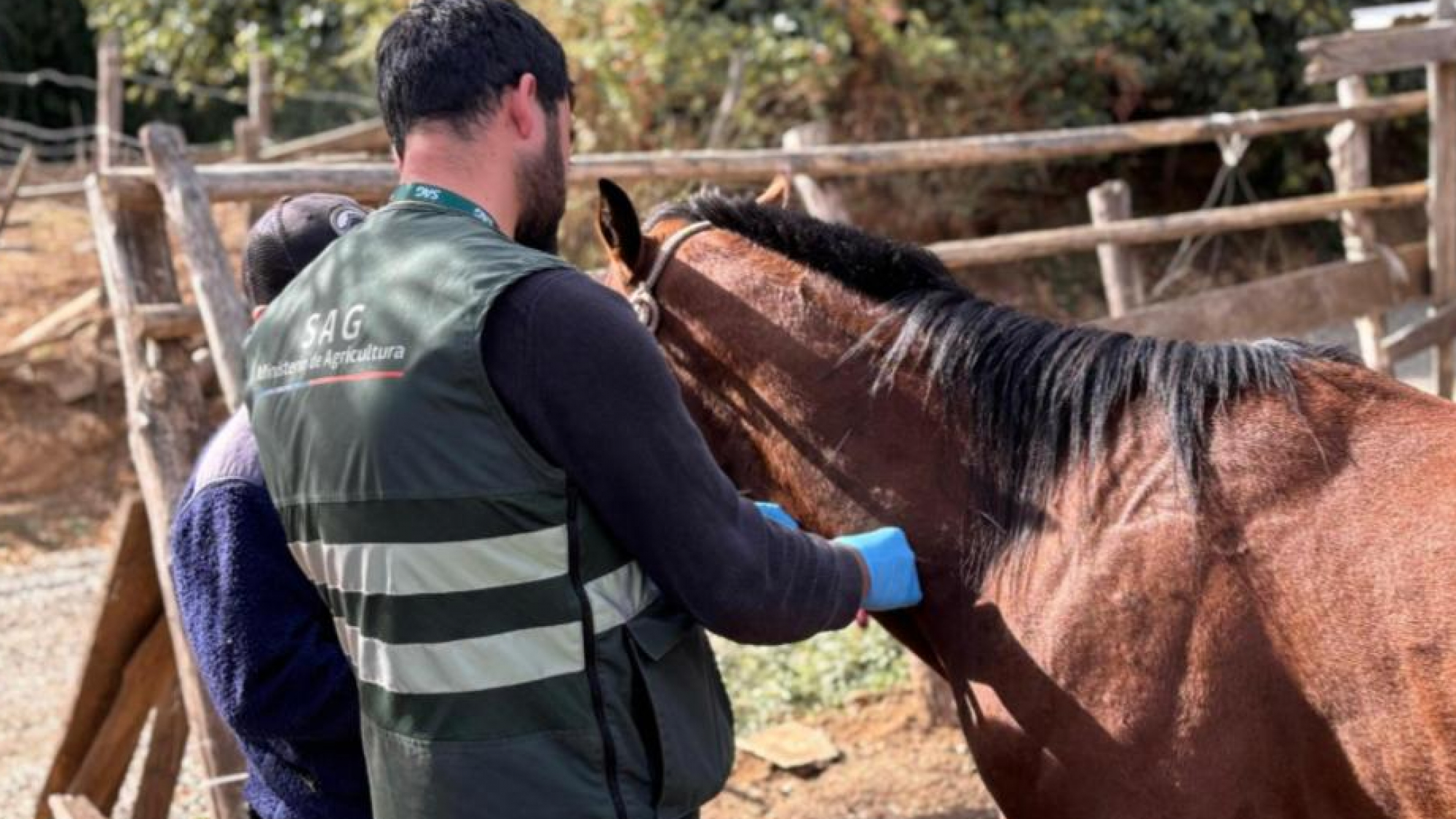 SAG detecta caso de anemia infecciona equina en Ñuble - Mestizos Magazine