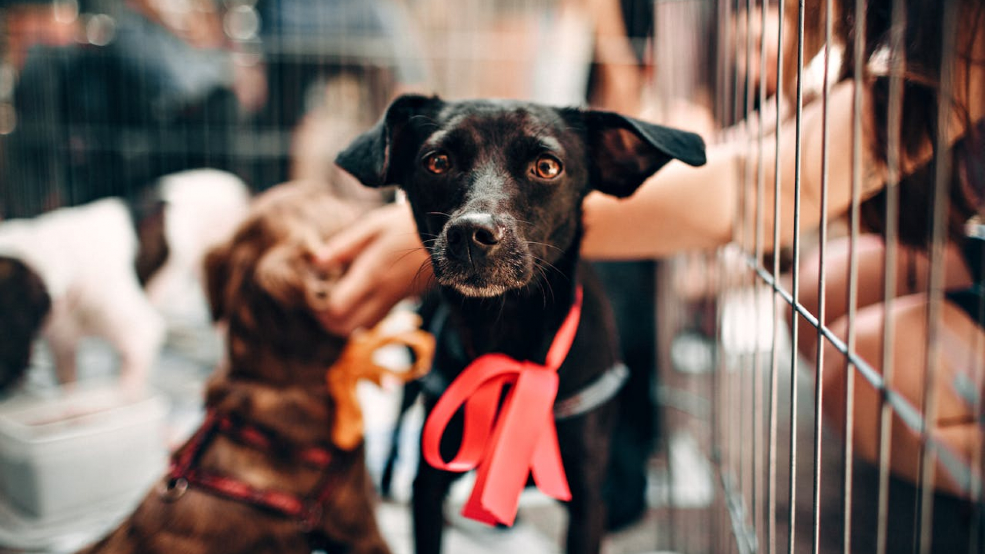 Día del Perro Adoptado: Amor, vida y esperanza para perros sin hogar ...
