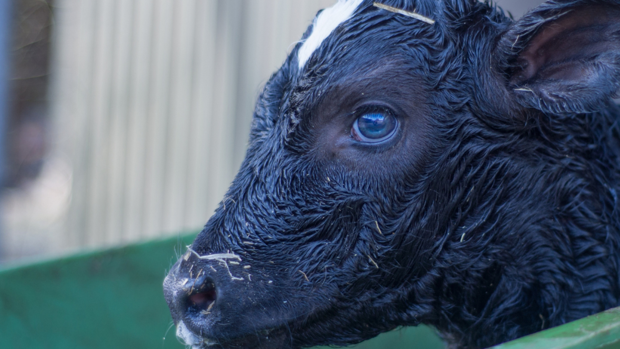 Animal Law Focus revela una crisis sistémica de bienestar animal en ...