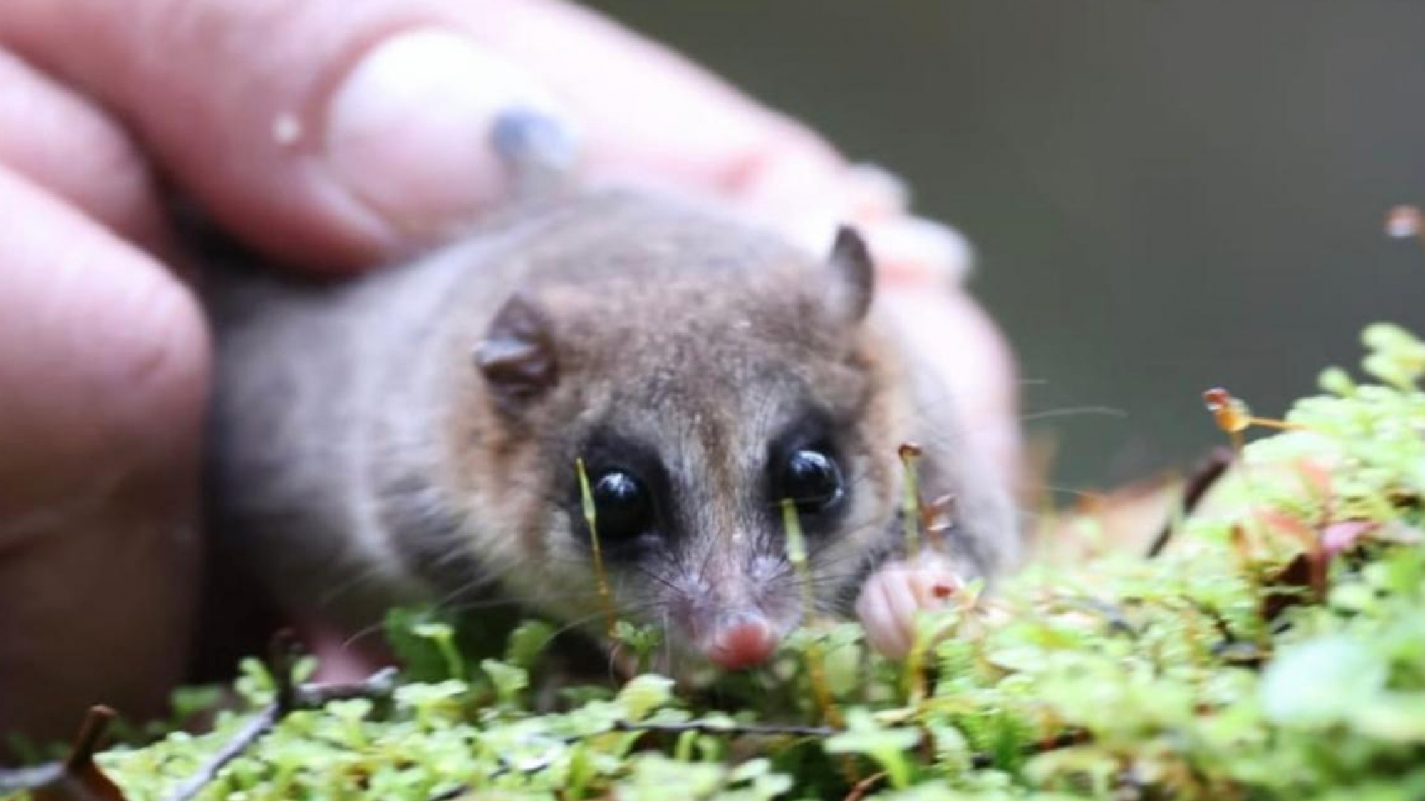 Liberan cinco ejemplares de Monito del Monte en Chiloé - Mestizos Magazine