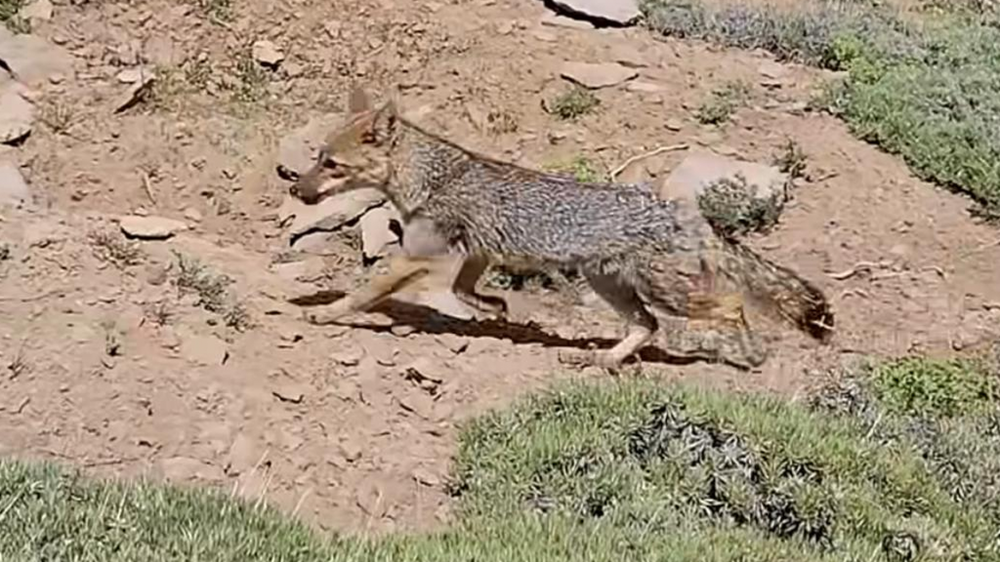 SAG liberó a un zorro chilla rescatado en Las Condes - Mestizos Magazine